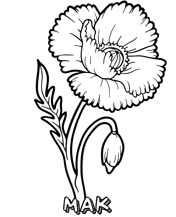 Kolorowanka duży piękny mak - Drukuj-Kolorowanki.pl