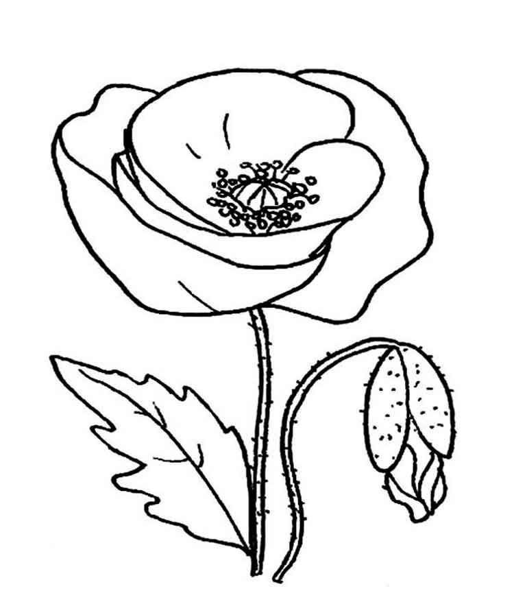 Kolorowanka samotny mak - Drukuj-Kolorowanki.pl