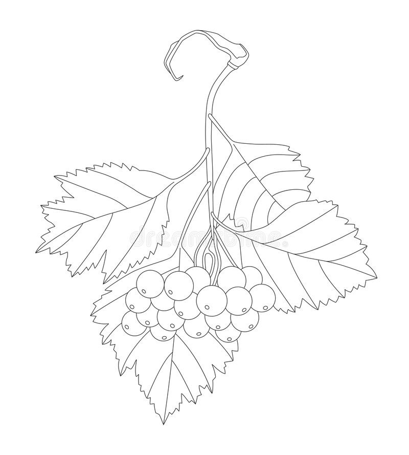 Branch hawthorn coloring page - Drukuj-Kolorowanki.pl