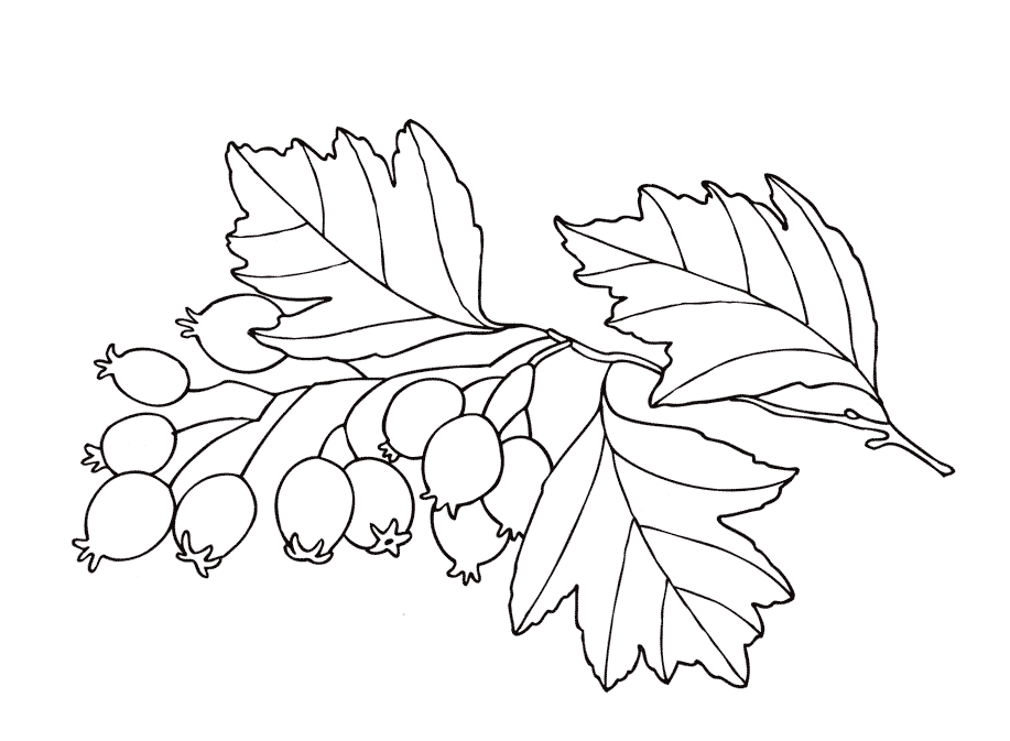 Hawthorn among the leaves coloring page - Drukuj-Kolorowanki.pl