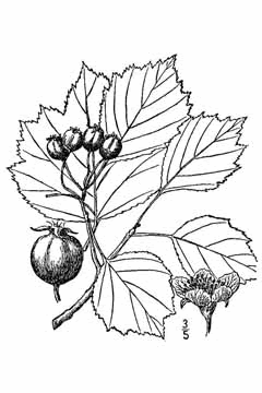 Hawthorn coloring page with large leaves - Drukuj-Kolorowanki.pl
