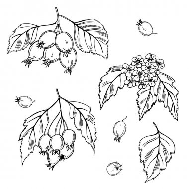 Hawthorn with leaves coloring page - Drukuj-Kolorowanki.pl