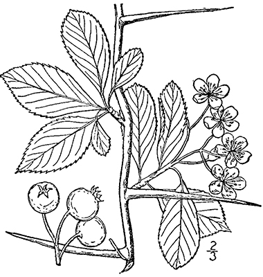 Three hawthorns on a twig coloring page - Drukuj-Kolorowanki.pl
